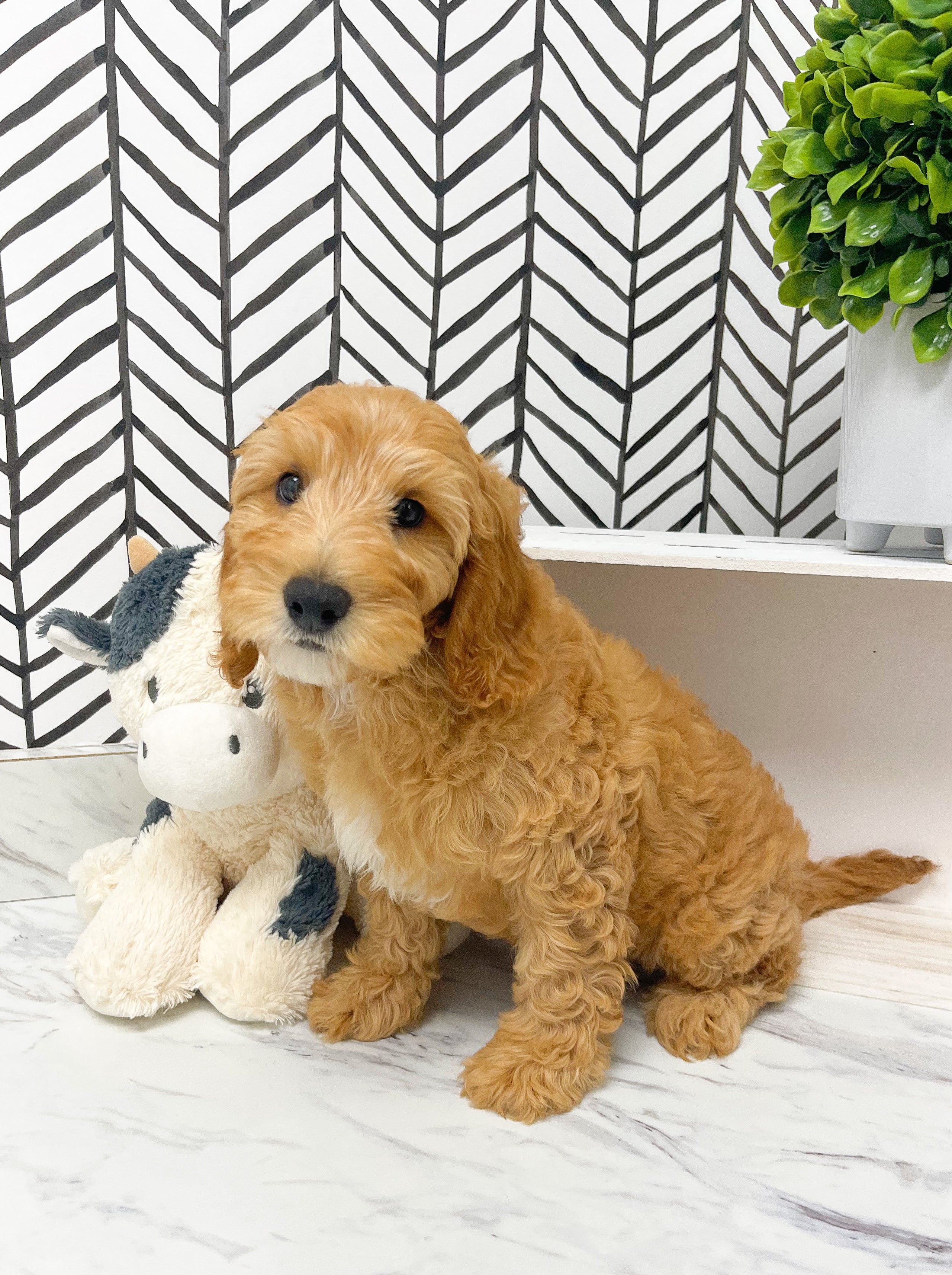 Hayden-Cavapoo-Male | Farmhouse Furbabies
