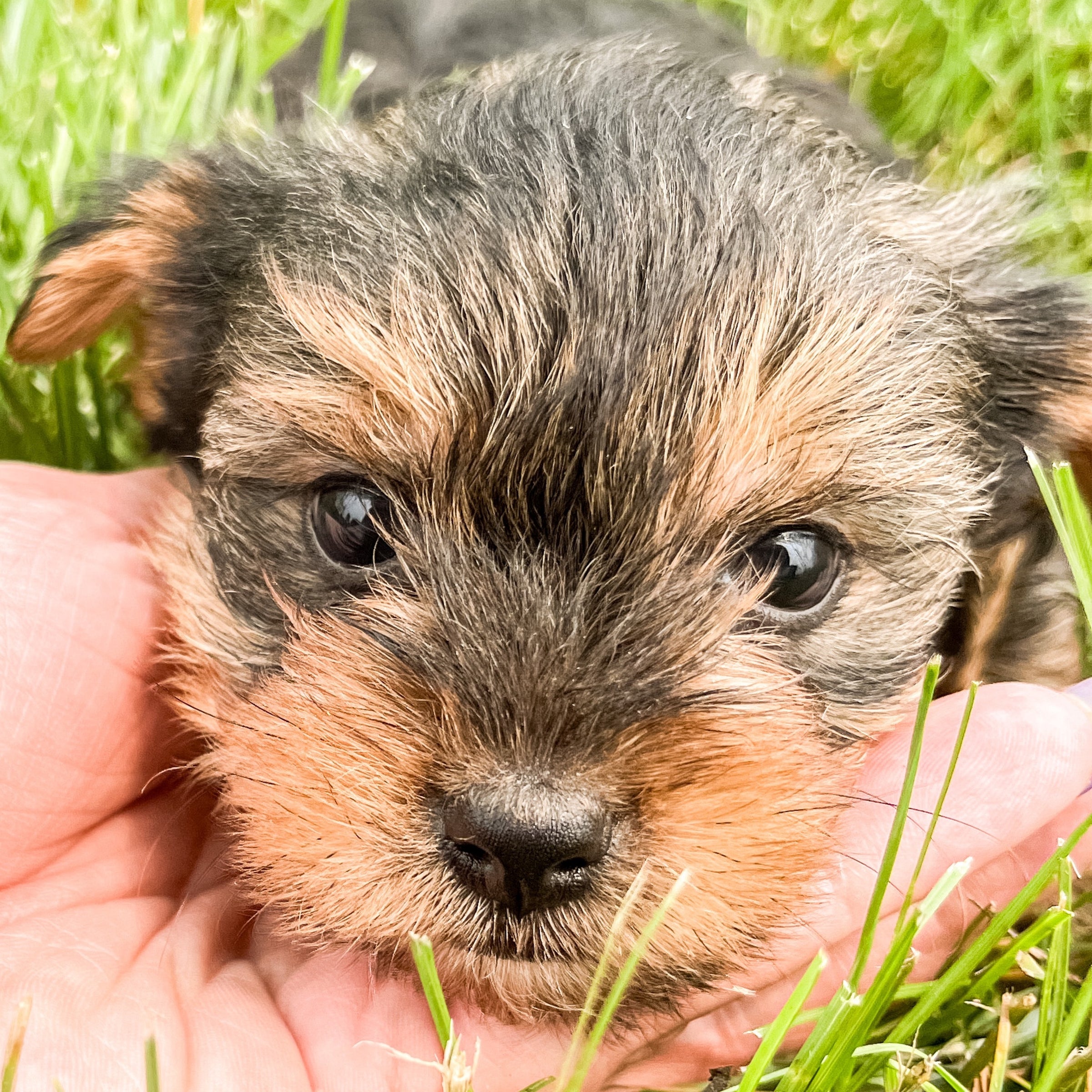Male Teacup Yorkie Puppies