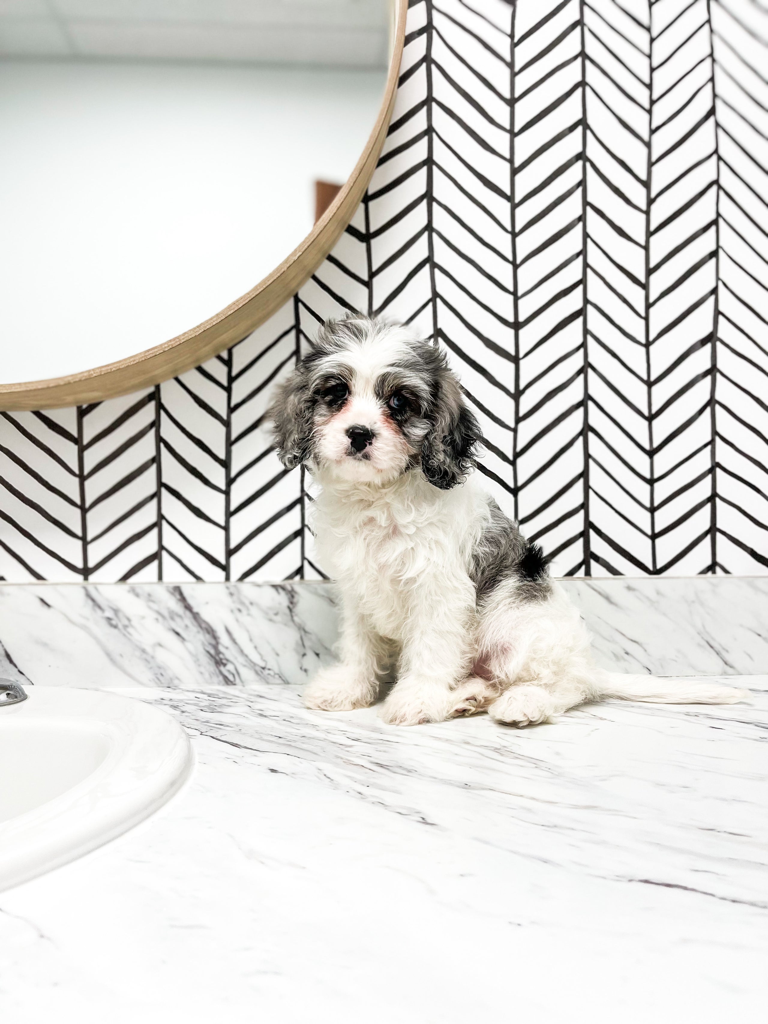 Avery- Blue Merle Cavapoo- Female | Farmhouse Furbabies