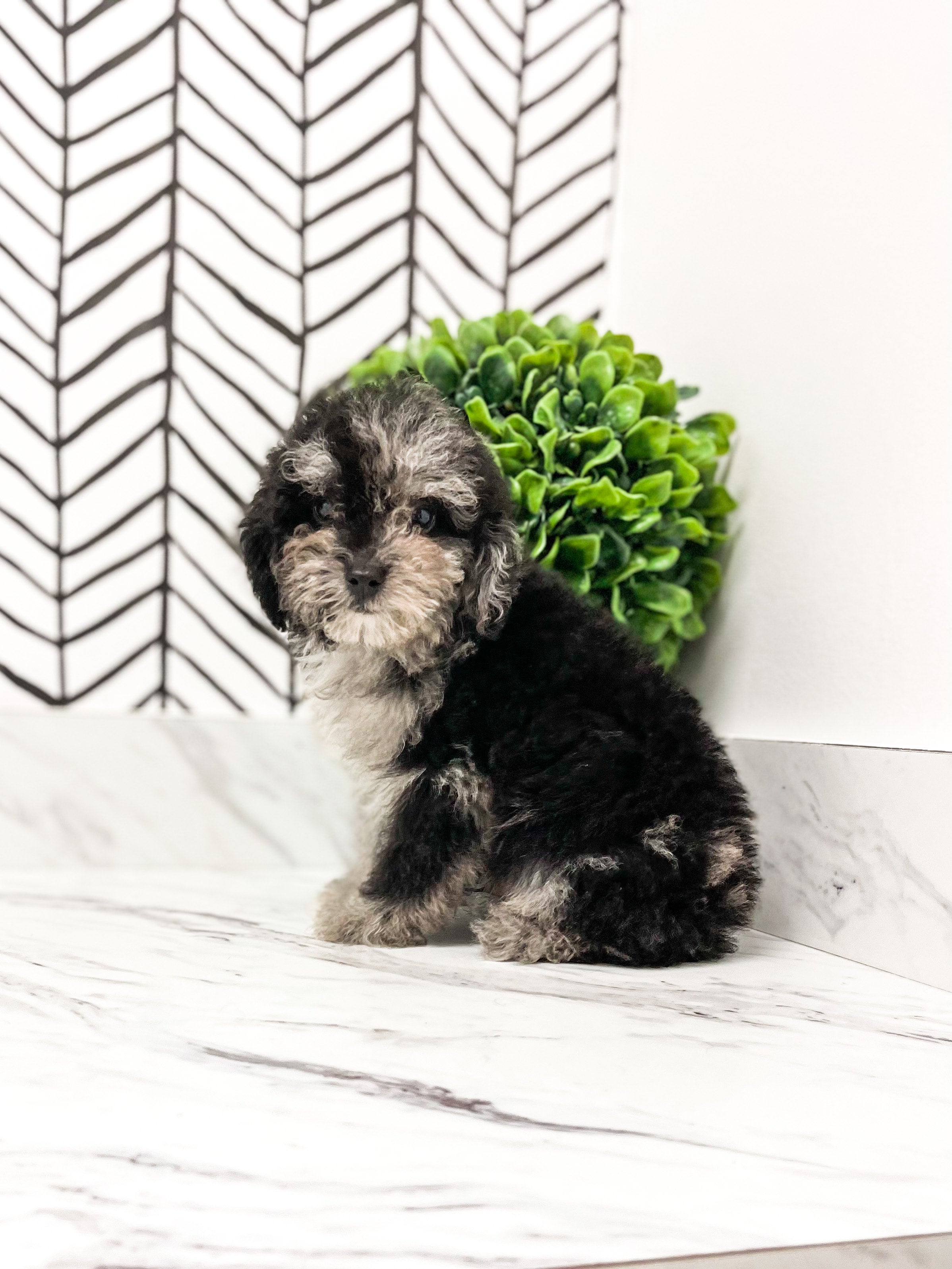 Barnett-Male- Blue Merle Toy Poodle | Farmhouse Furbabies