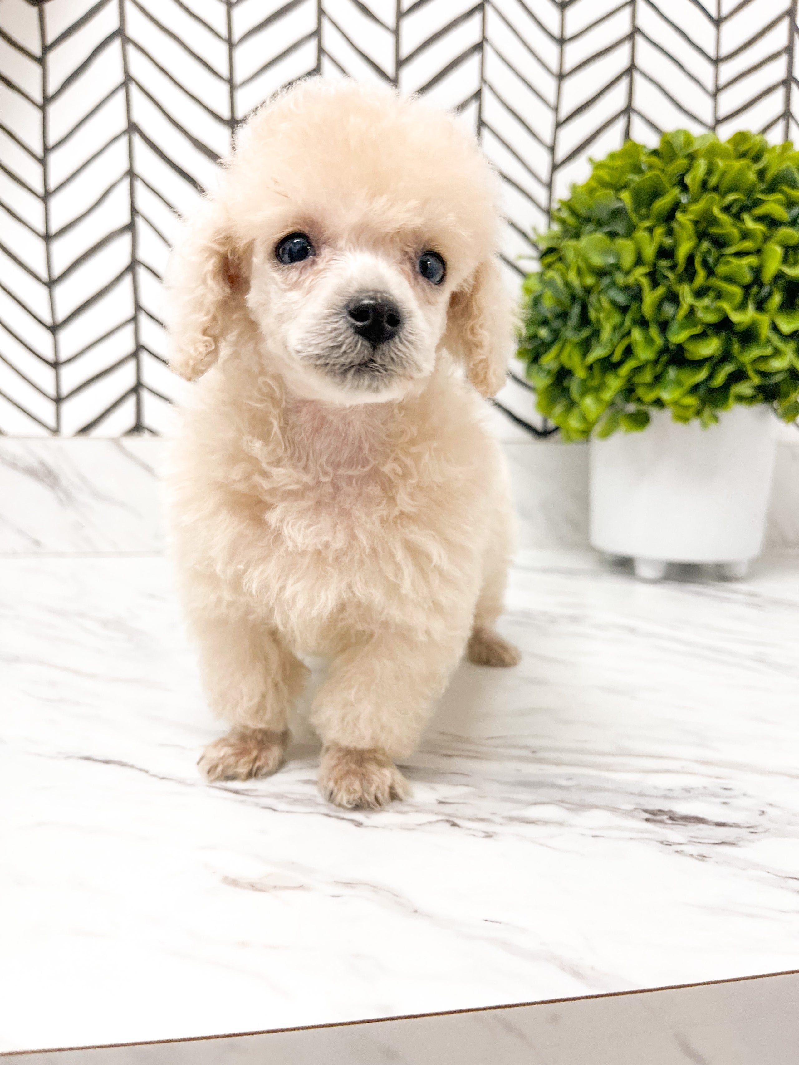Boomer- Mini Poodle- Male | Farmhouse Furbabies