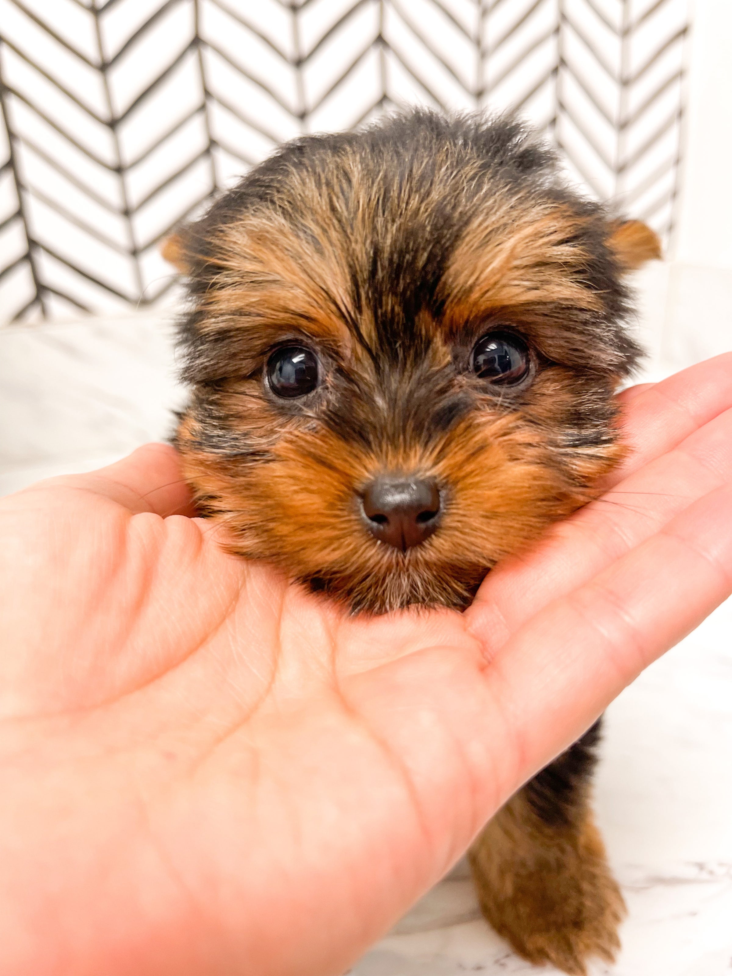 Girl Teacup Yorkie Full Grown