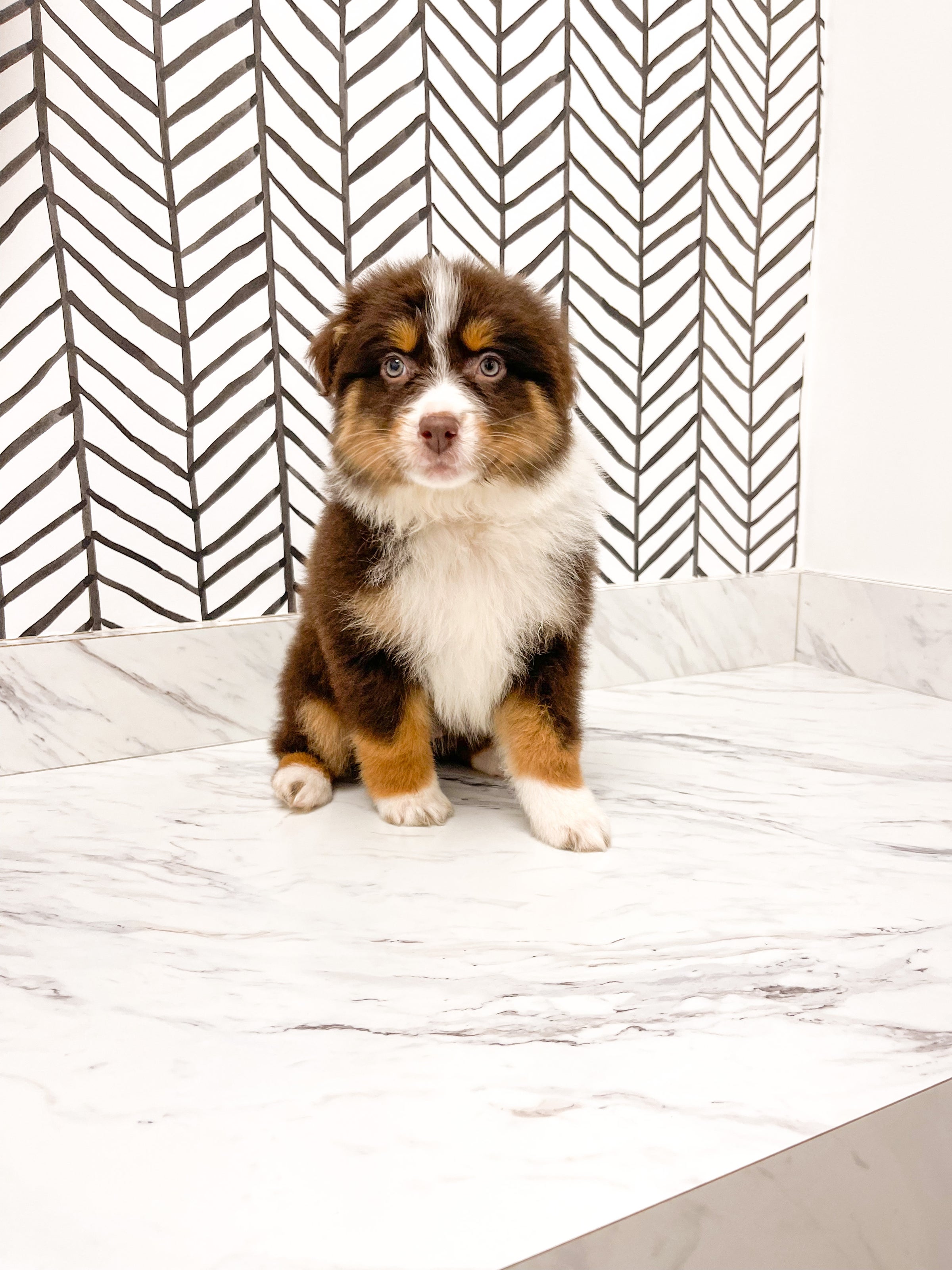 Pomeranian Australian Shepherd Puppies