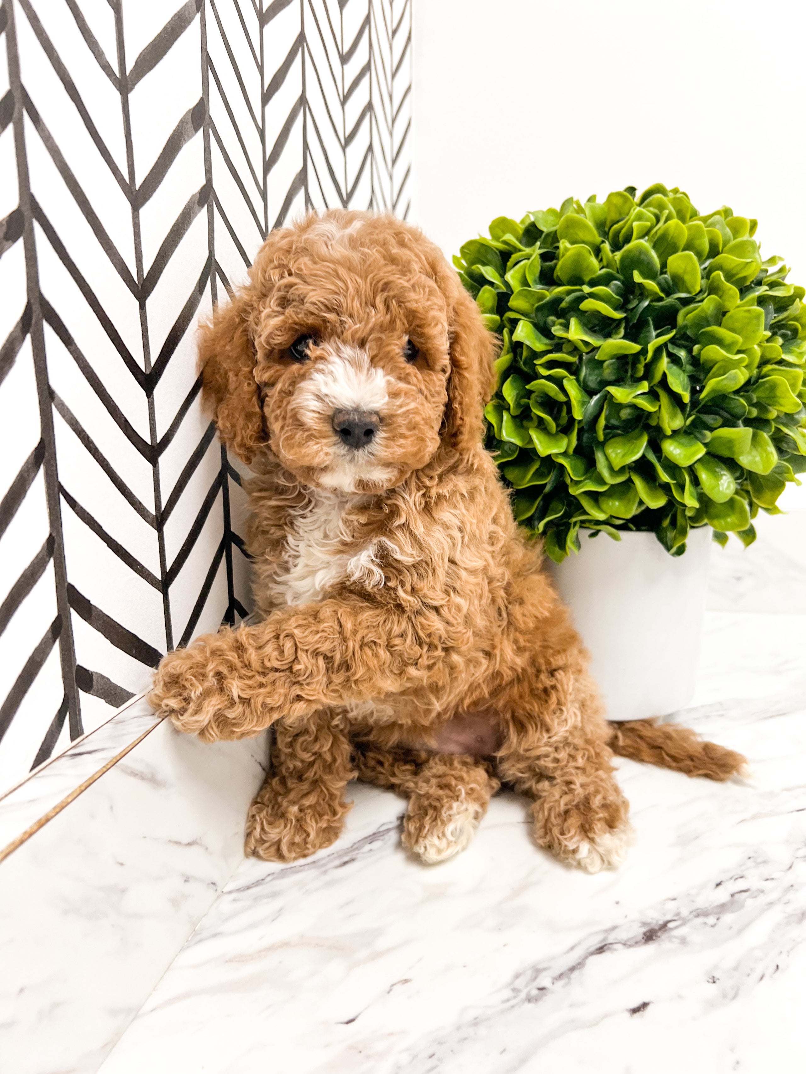 Hattie- Cockapoo Female | Farmhouse Furbabies