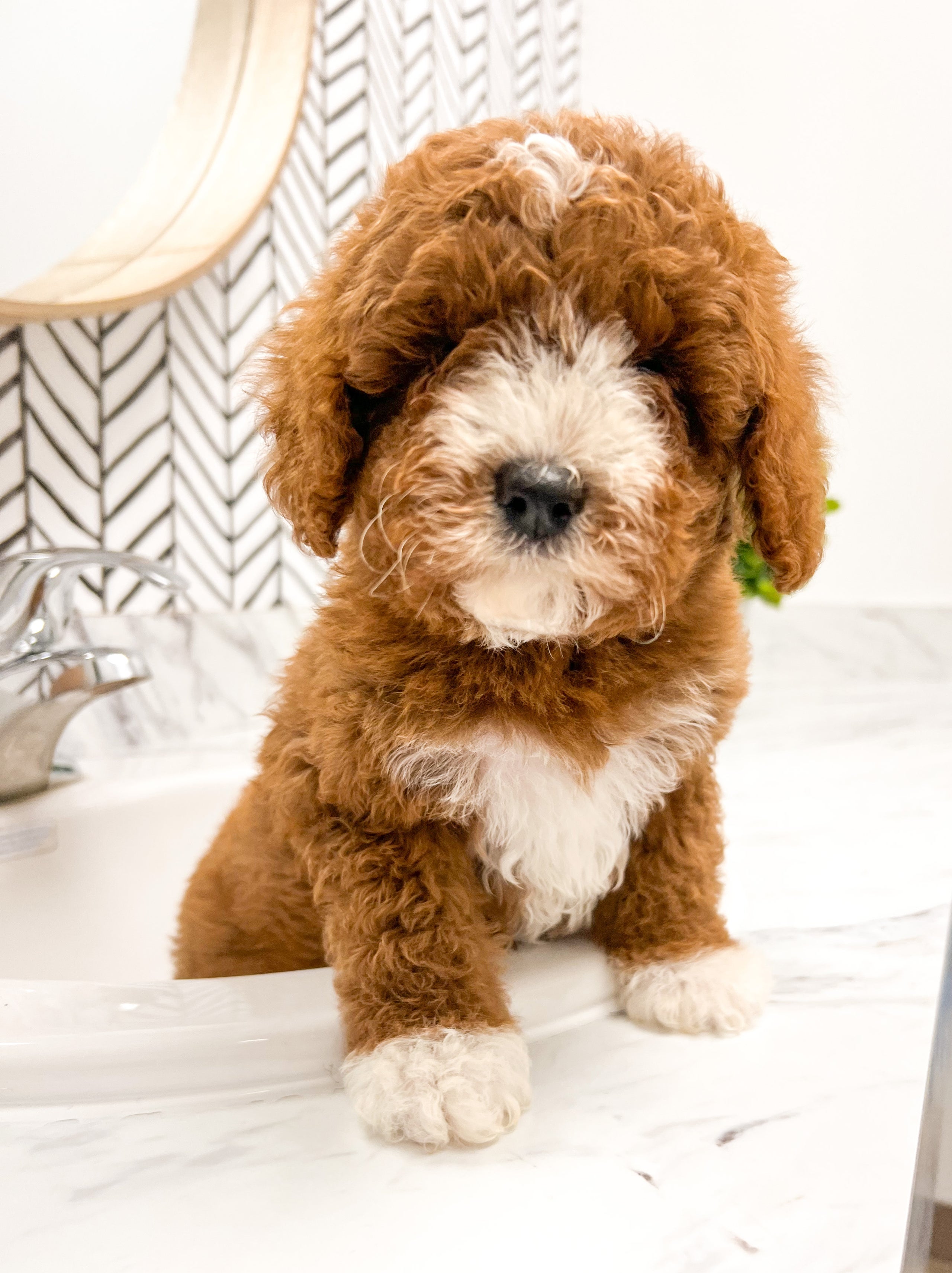 On hold for tonya grandy Ian- Male-Cavapoo | Farmhouse Furbabies
