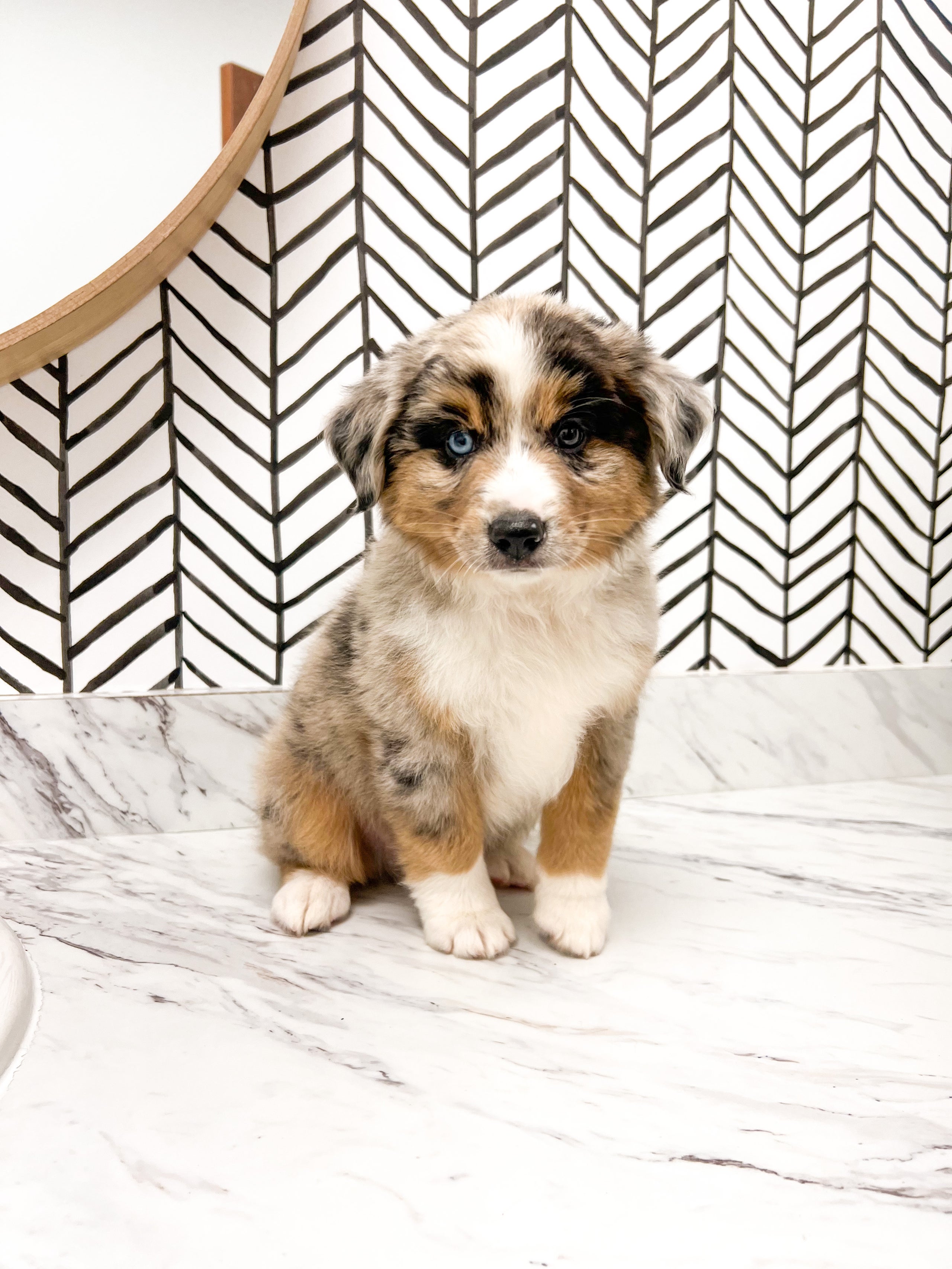 On hold for Jalyce - Miles- Mini Australian Shepherd- Male | Farmhouse ...