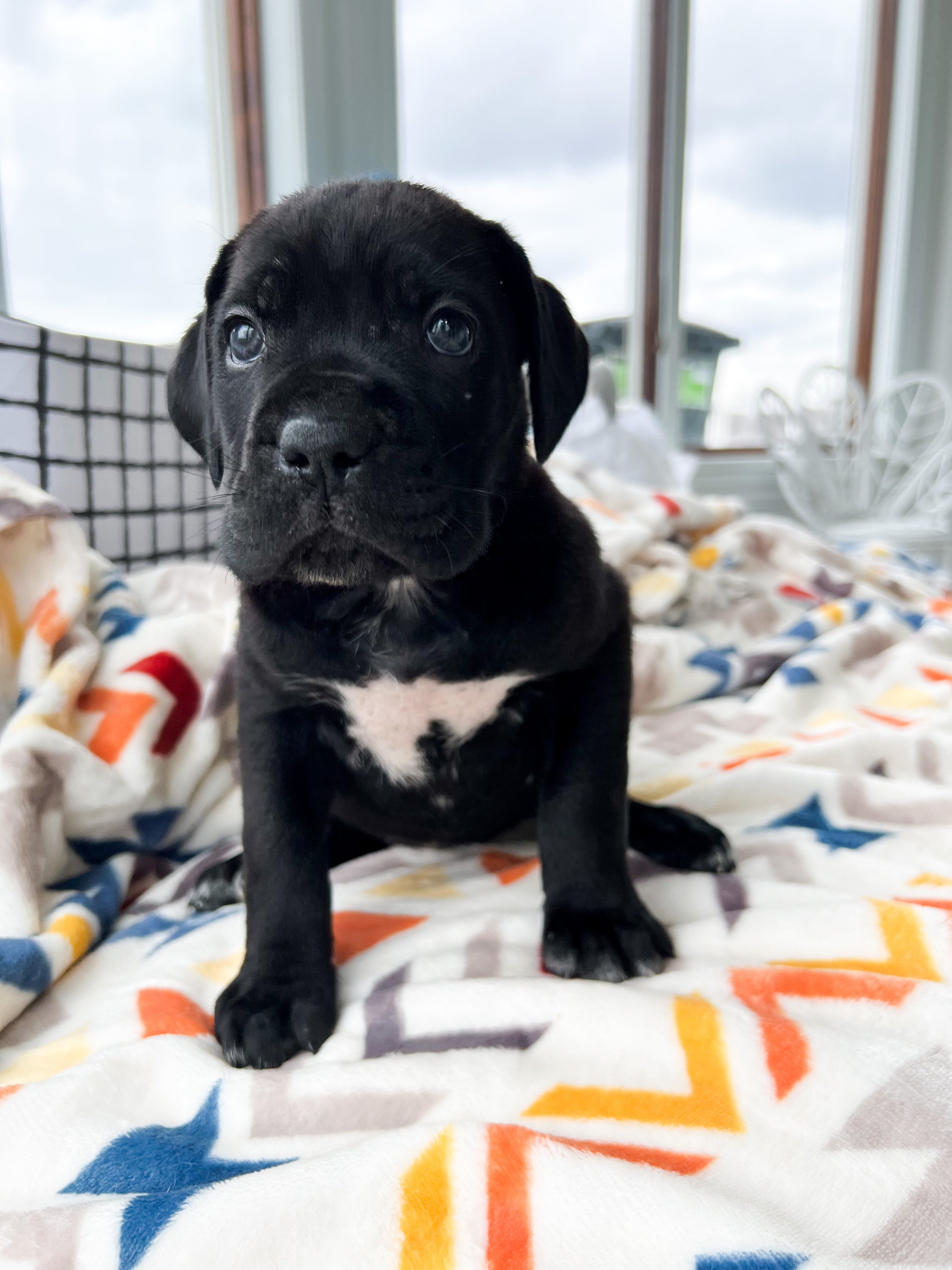On hold for Sarah - Reyna- Cane Corso- Female | Farmhouse Furbabies