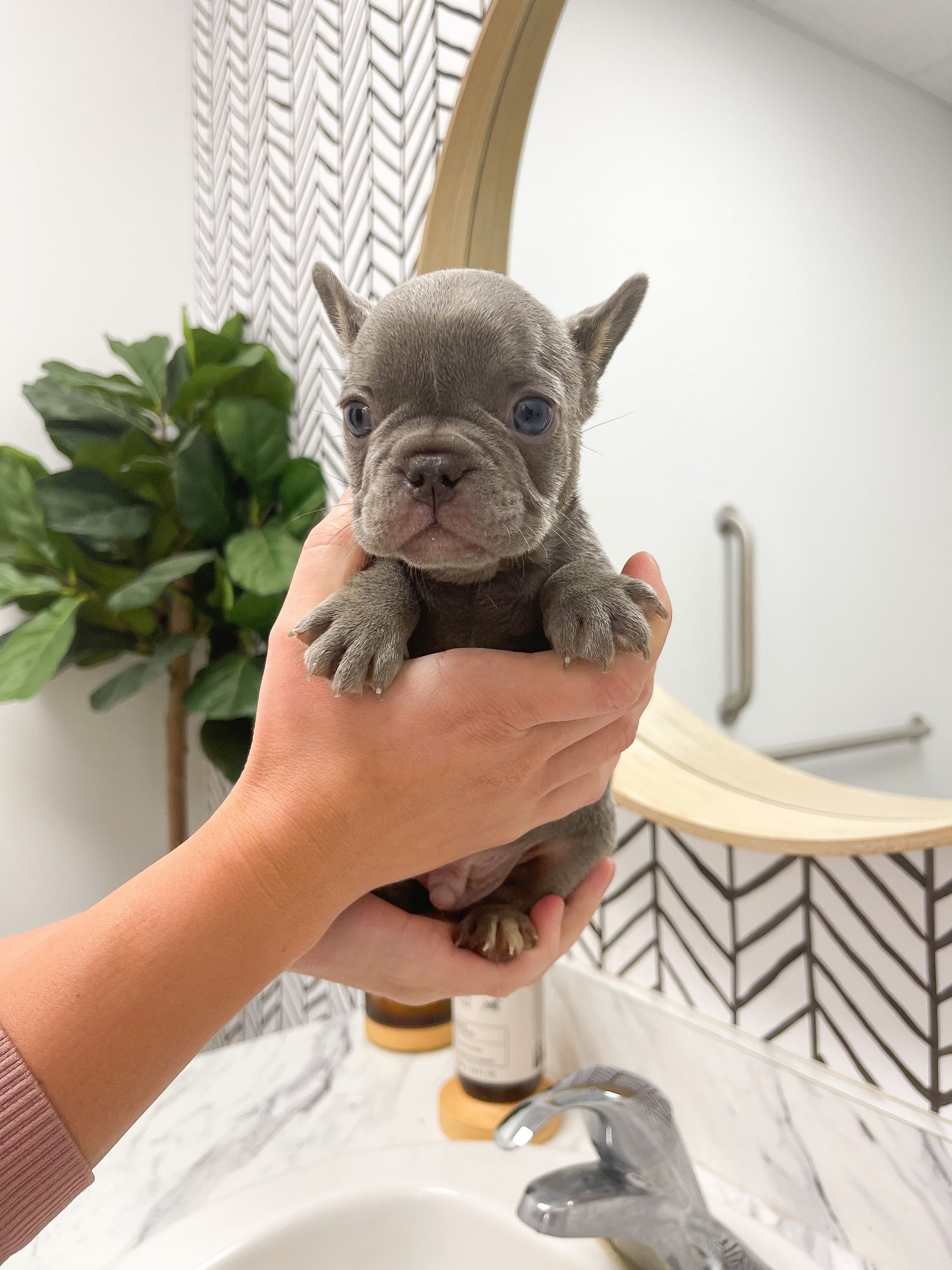 French Bulldog Puppy Grey